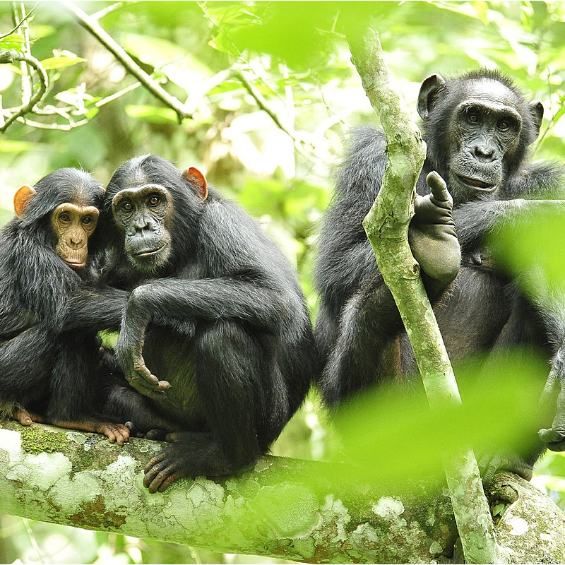 14 Days Gorillas, Chimpanzees And Birds Of Uganda - Pinnacle Africa